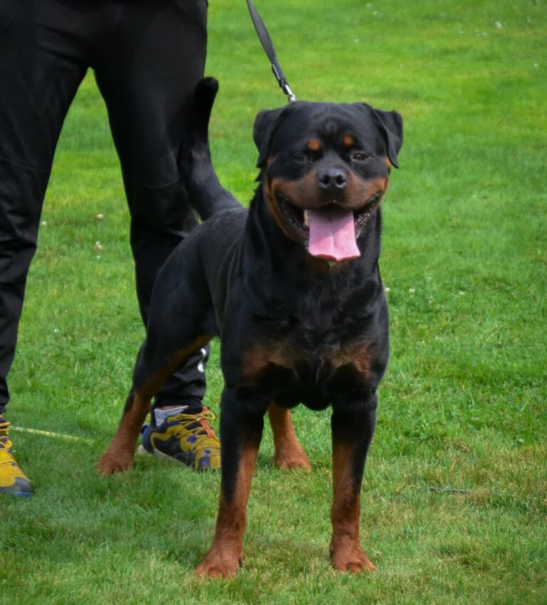 Rottweiler Puppies For Sale | Rottweiler Dog Price In India